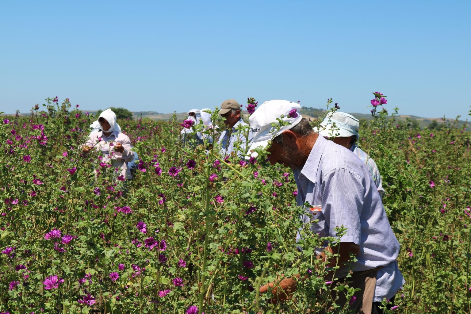 Plant Conservation Gains Focus in Iran